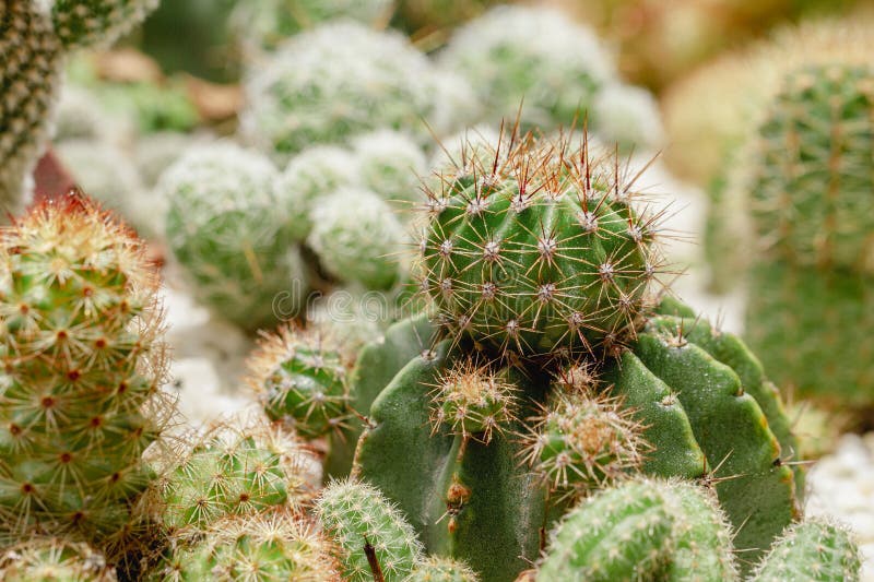 Set of Beautiful Cacti, Close-up View Stock Photo - Image of navajo ...
