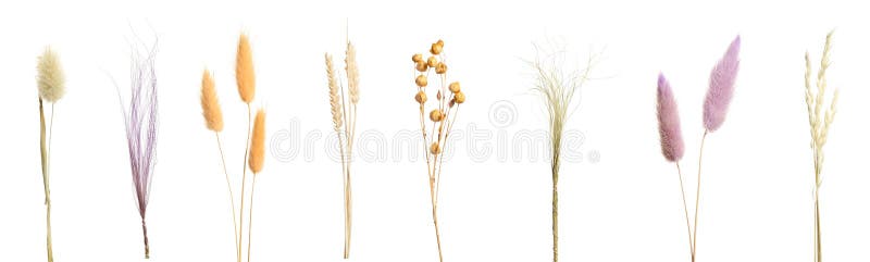 Set with Beautiful Decorative Dry Flowers on White Background, Banner ...