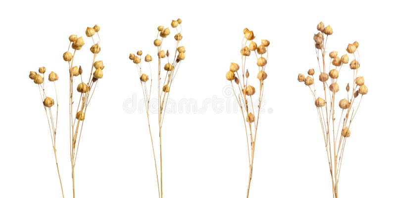 Set with Beautiful Decorative Dry Flowers on White Background, Banner ...