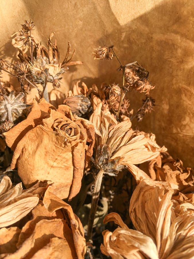 A Set of Beautiful Flowers Dead in Sunlight Stock Image - Image of ...