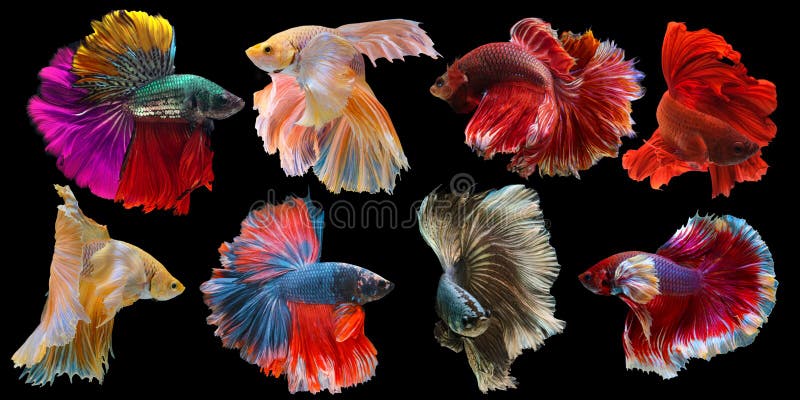 Set of Beautiful Eight Betta Fish, Collection in Varies Movement of ...