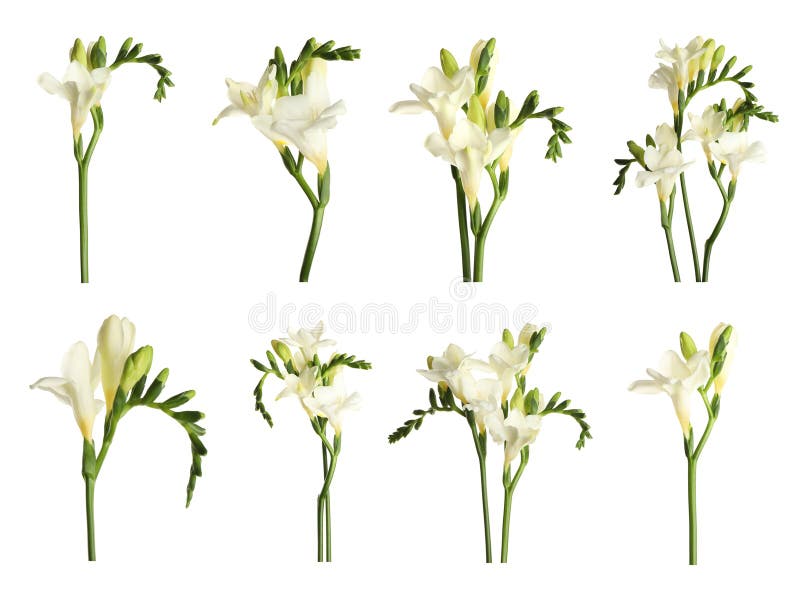 Set with Beautiful Fragrant Freesia Flowers on White Background Stock ...