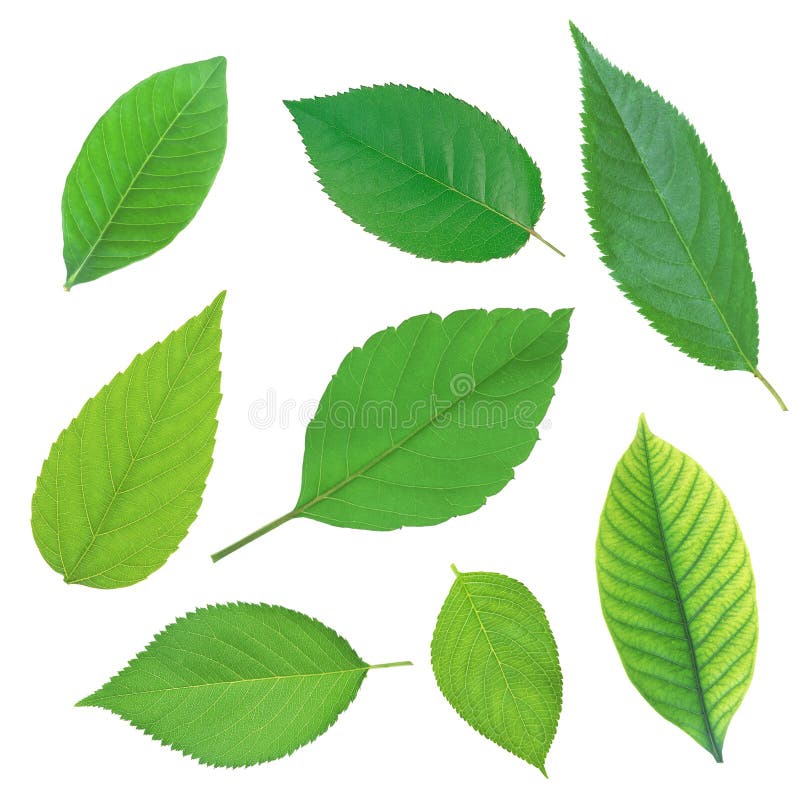 Set of Beautiful Green Spring Leaves Isolated on White Stock Image ...