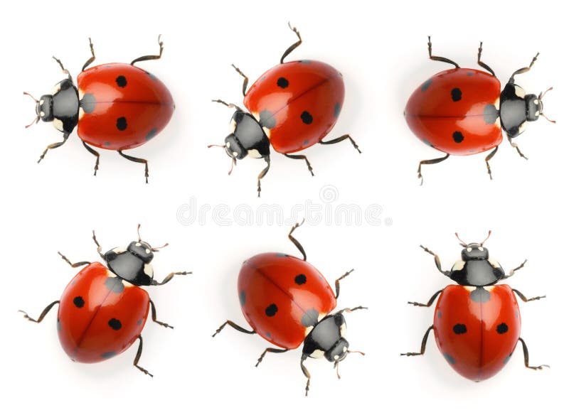 Set with Beautiful Ladybugs on White Background Stock Photo - Image of ...