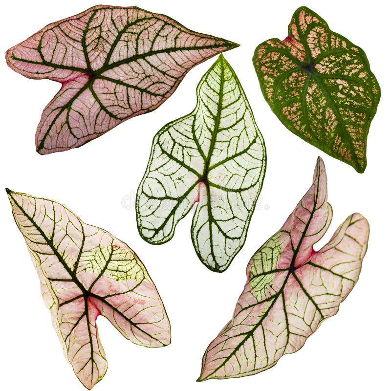 Set of Beautiful Multi-colored Leaves Stock Photo - Image of foliage ...