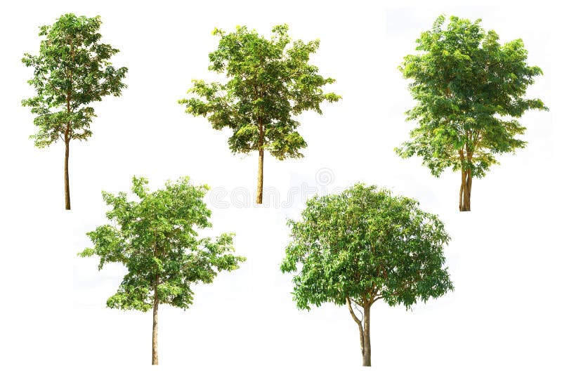 Set of Beautiful Natural Trees and Beautiful Big Trees Isolated. Stock ...