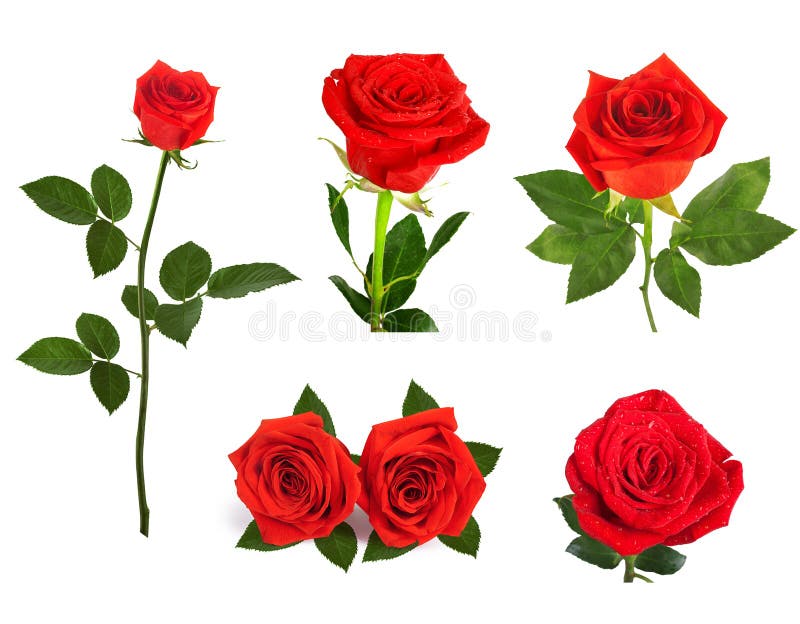 194 Vermilion Roses Stock Photos - Free & Royalty-Free Stock Photos ...