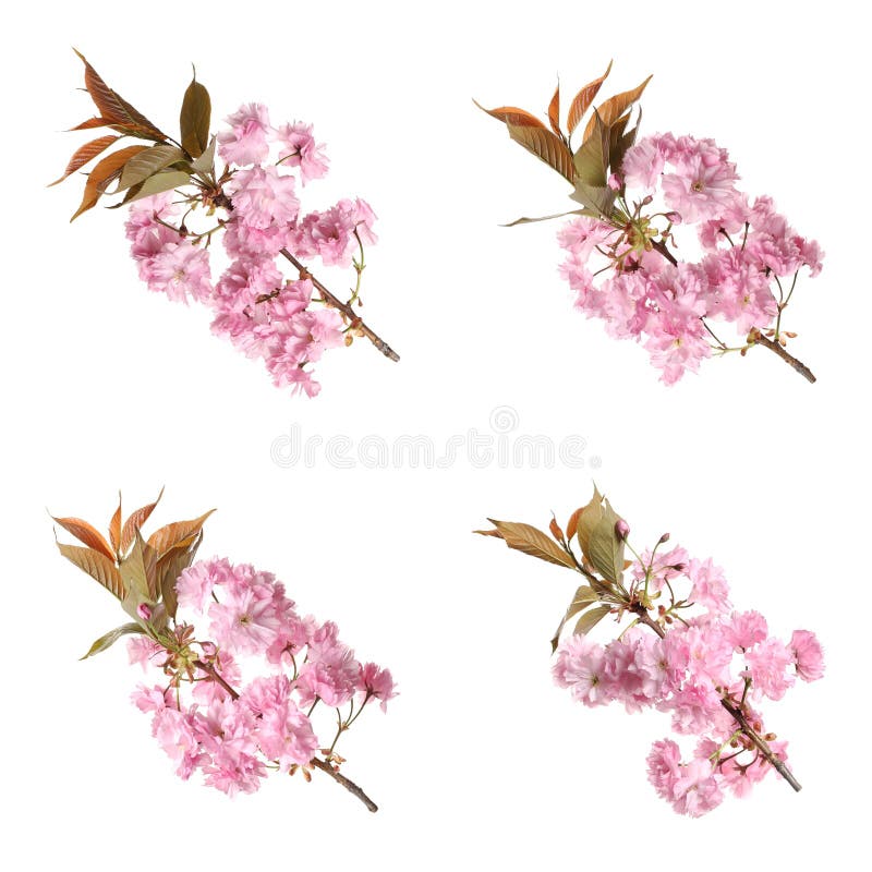 Set of Beautiful Sakura Tree Branches with Flowers on White Background ...