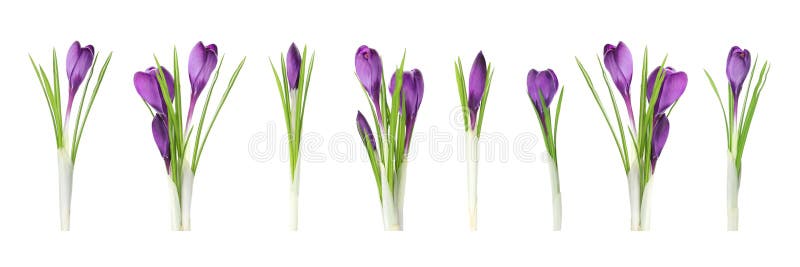 Set with Beautiful Spring Crocus Flowers on White Background. Banner ...