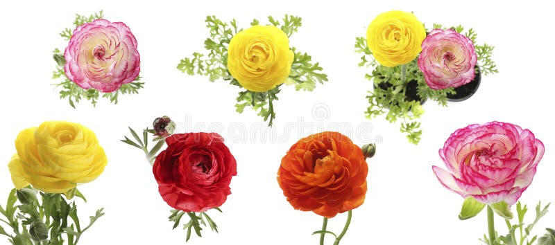 Set with Beautiful Spring Ranunculus Flowers on White Background ...