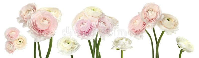 Set with Beautiful Spring Ranunculus Flowers on White Background ...