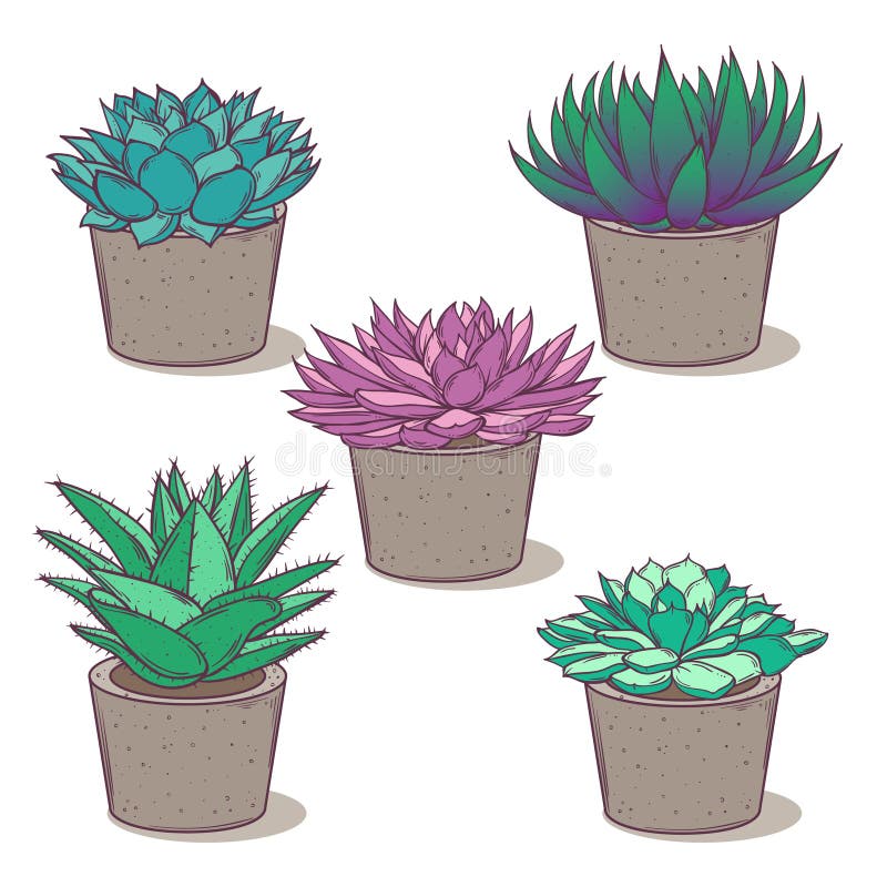 Set with a Beautiful Succulents. Cartoon Vector Isolated on White ...