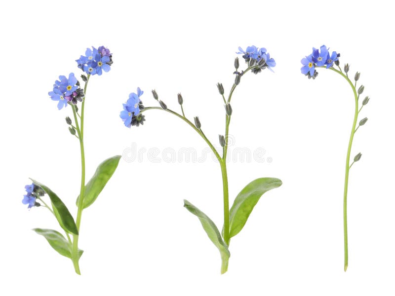 Set with Beautiful Tender Forget Me Not Flowers on White Background ...