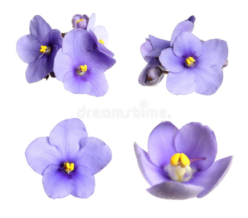 Set with Beautiful Violet Flowers on White Background Stock Photo ...