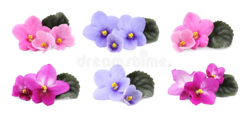 Set with Beautiful Violet Flowers on White Background. Banner Design ...