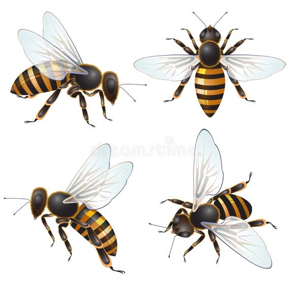 Yellow Jacket Bee Stock Illustrations – 662 Yellow Jacket Bee Stock ...