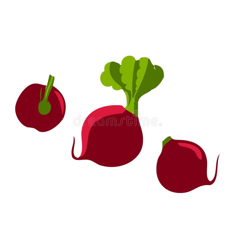 Sugar Beets Stock Illustrations 465 Sugar Beets Stock Illustrations