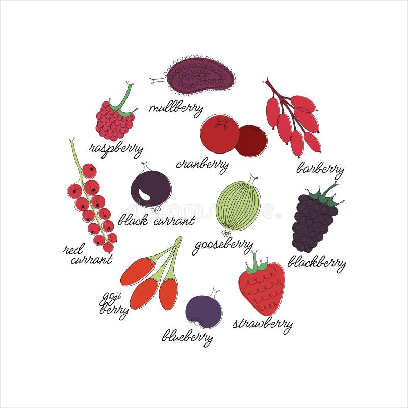 Set of Berries in Line Drawing Stock Vector - Illustration of vector ...