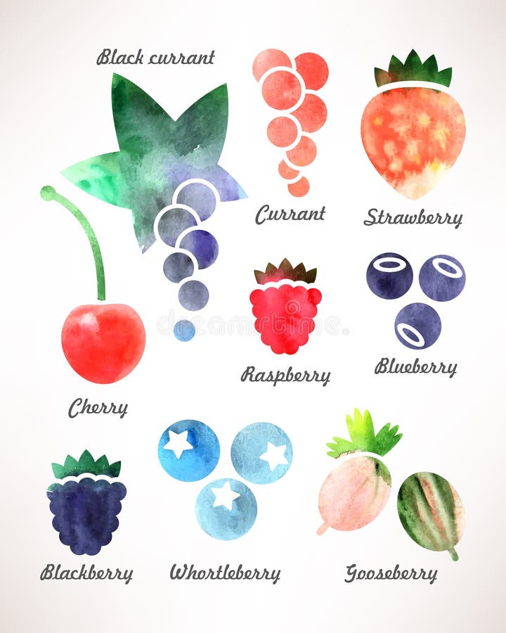 Set of berries stock vector. Illustration of bilberry - 57904552