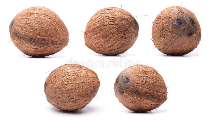 Set of Big Coconuts Isolated on White Background Stock Image - Image of ...