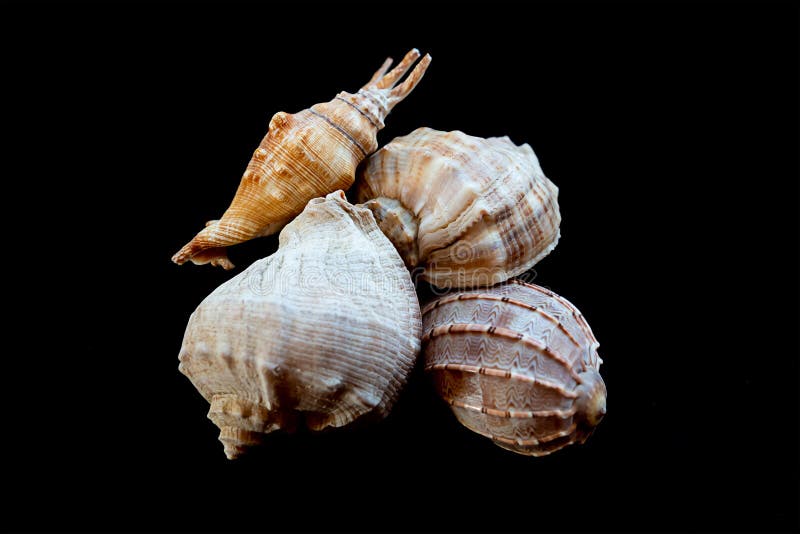 Swirling shell stock photo. Image of invertebrate, swirl - 6254262