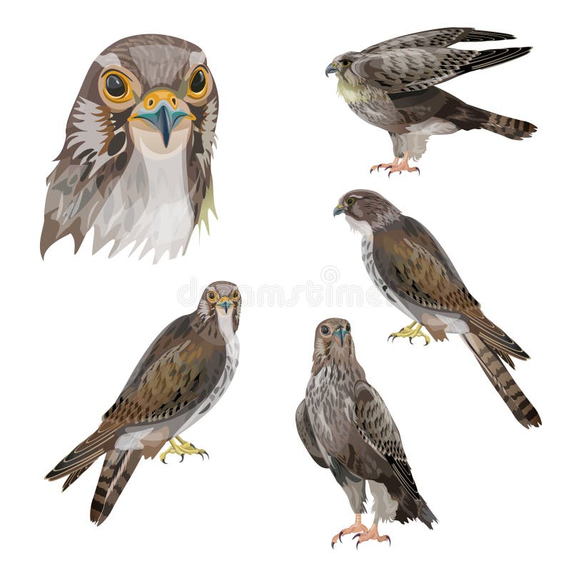 Set of Birds of Prey, Vector Illustrations Stock Vector - Illustration ...
