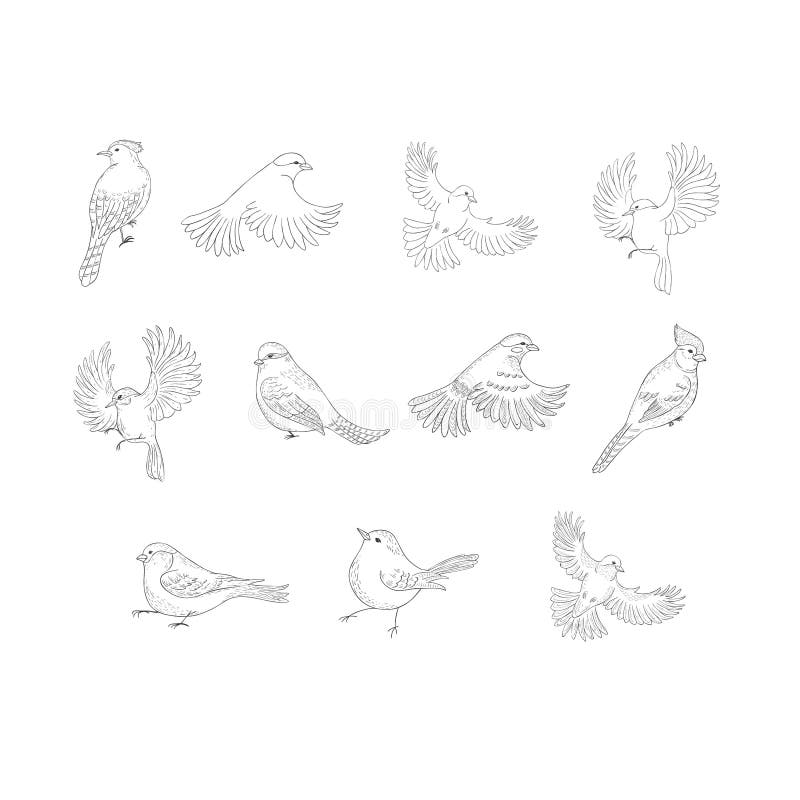 Set of Birds on the White Background. Vector Stock Vector ...
