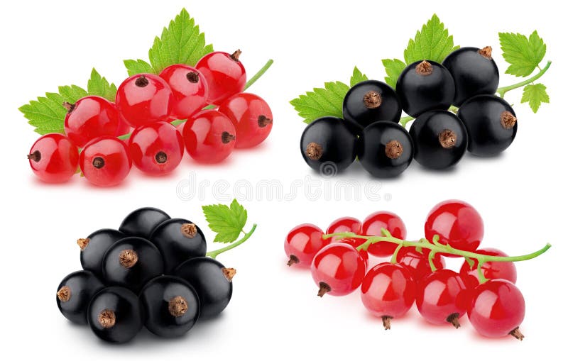 Set of Black and Red Currant Twigs Isolated on a White Background Stock ...