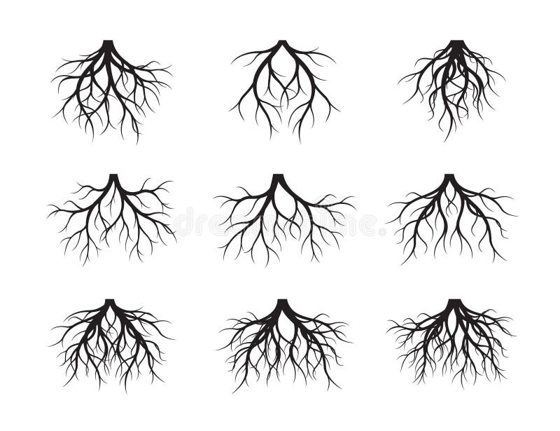 Black Root System - Taproot Vector Illustration Stock Vector ...