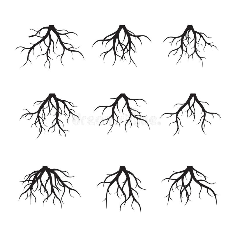 Set of Black Roots. Vector Illustration. Stock Vector - Illustration of ...