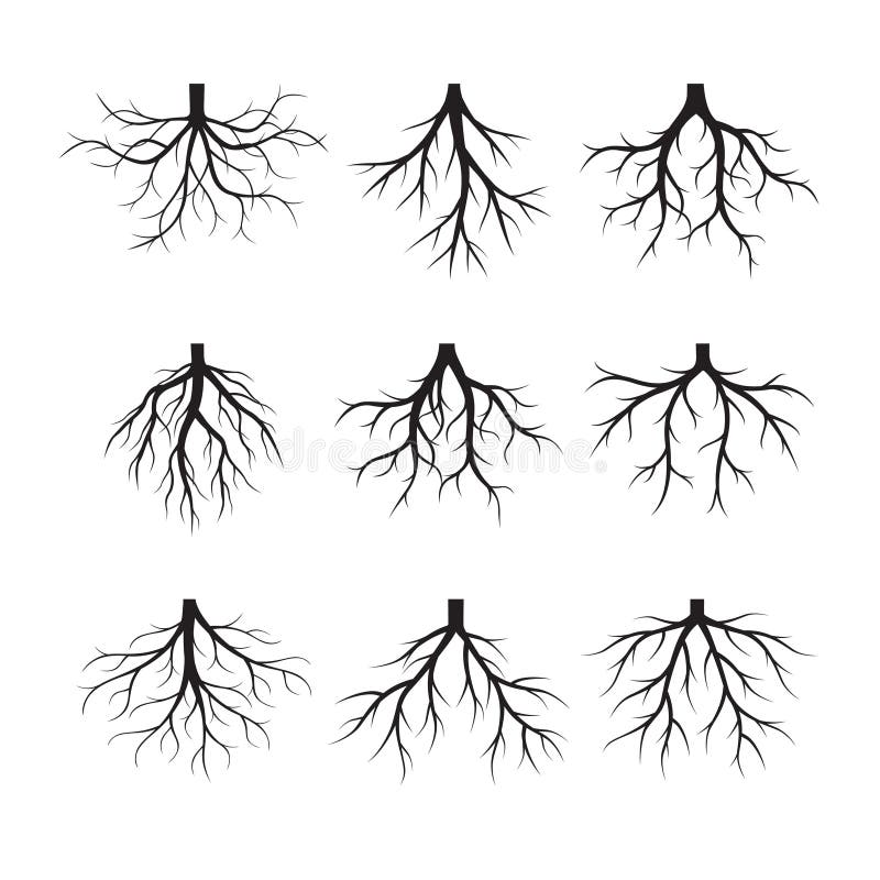 Set of Black Roots. Vector Illustration. Stock Vector - Illustration of ...