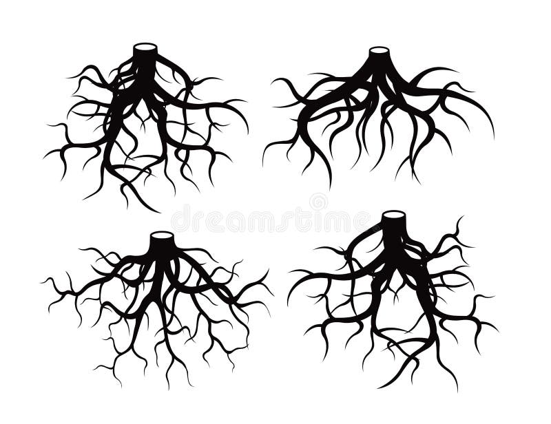 Set of Black Roots. Vector Illustration Stock Illustration ...