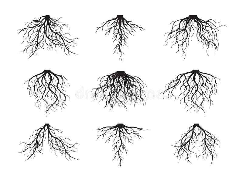 Set of Black Roots. Vector Illustration. Stock Illustration ...