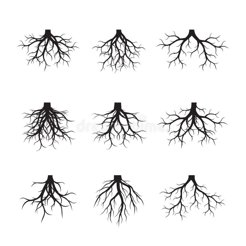 Set of Black Roots. Vector Illustration. Stock Illustration ...