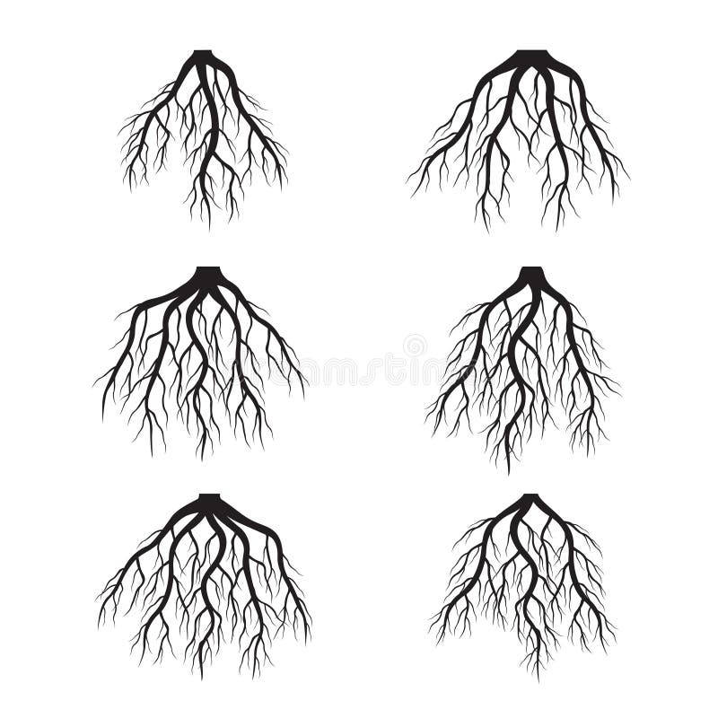Set of Black Roots. Vector Illustration. Stock Illustration ...