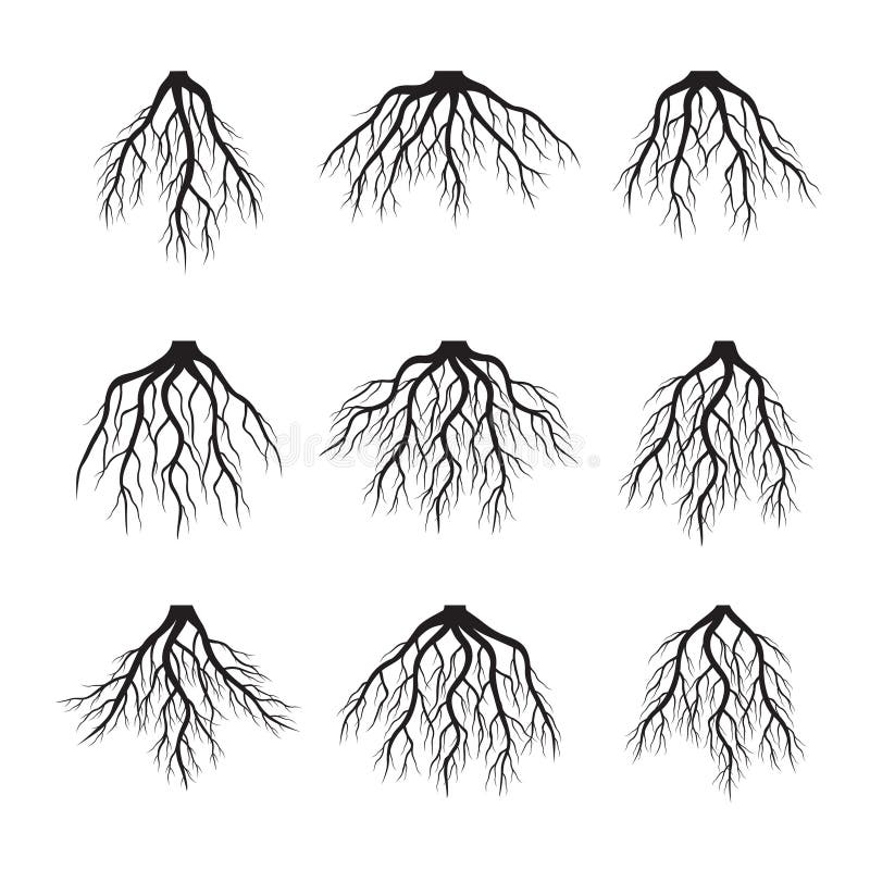 Set of Black Roots. Vector Illustration. Stock Illustration ...