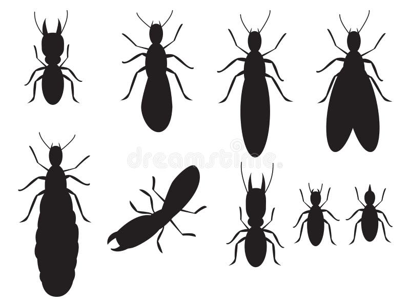 Termites Queen Stock Illustrations – 9 Termites Queen Stock ...