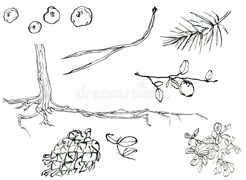 Big set of forest objects stock vector. Illustration of maple - 52445362