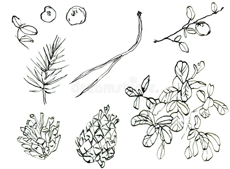 Big set of forest objects stock vector. Illustration of maple - 52445362