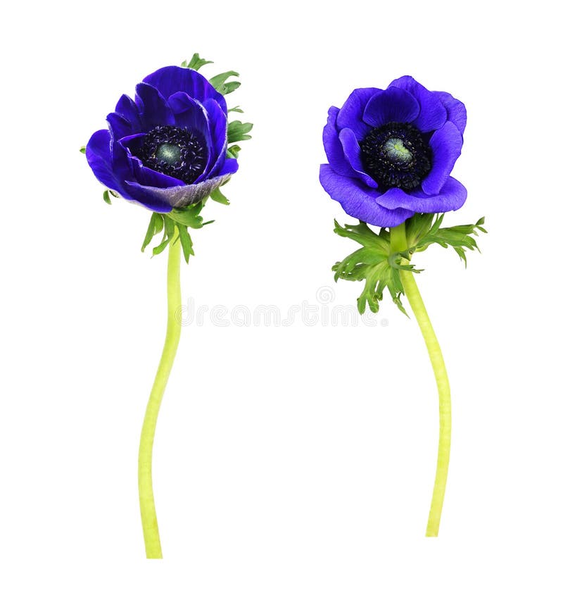 Set of Blue Anemone Flowers Buds Isolated Stock Image - Image of ...