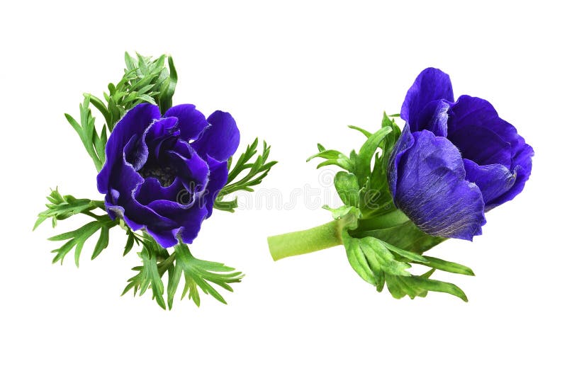 Set of Blue Anemone Flowers Stock Image - Image of anemone, blue: 211208681