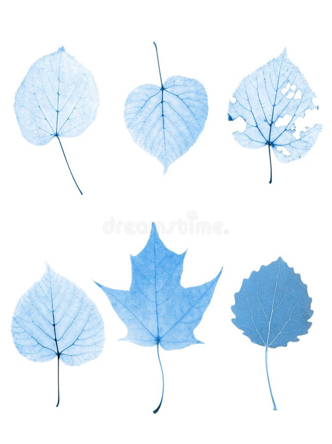 Set of Blue Leaves Isolated on White Background Stock Image - Image of ...