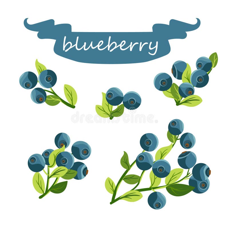 Set of Blueberry Composition. Stock Vector - Illustration of clipart ...