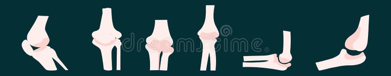 Set of Bone Cartoon Icon Design Template with Various Models. Vector ...