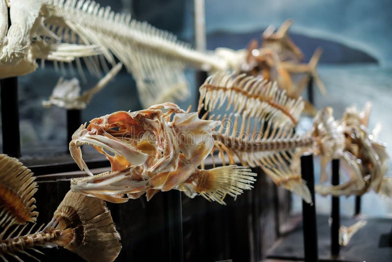Skeleton of Fish Over Black Stock Image - Image of animal, full: 34714789