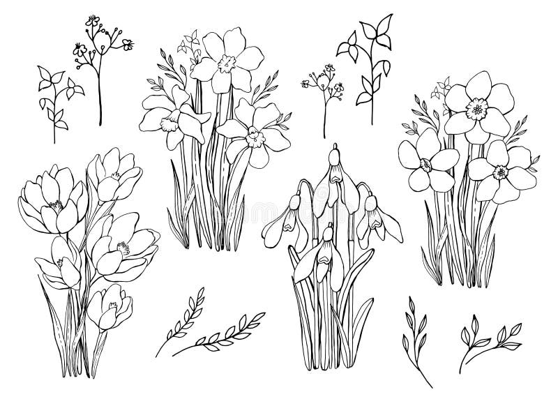 Set of Bouquets of Spring Flowers. Vector Graphics. Isolated Elements ...