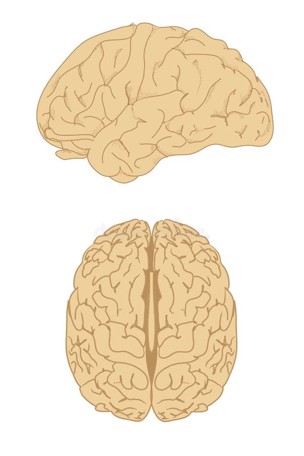 Brain Front View Cartoon Stock Illustrations – 135 Brain Front View ...