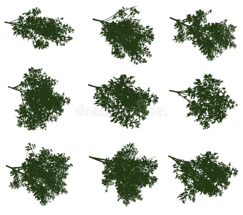 Set of Branches Deciduous Ash Tree, Silhouette. Vector Illustration ...