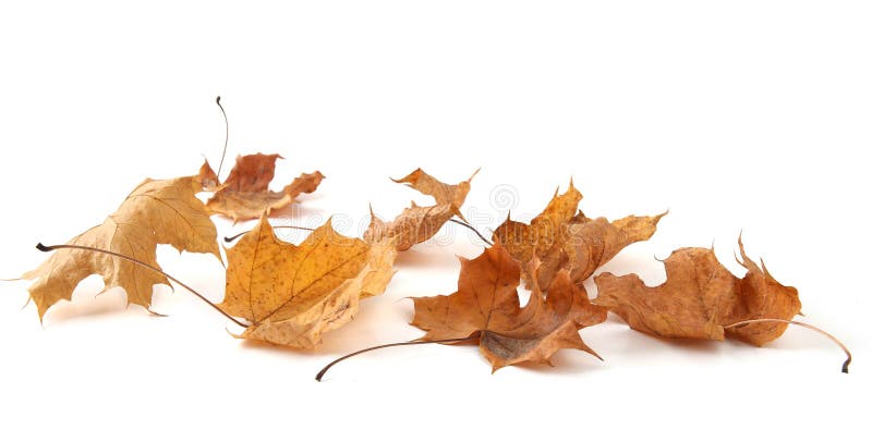 Dry Maple Tree Leaves Isolated on White Background. Stock Image - Image ...