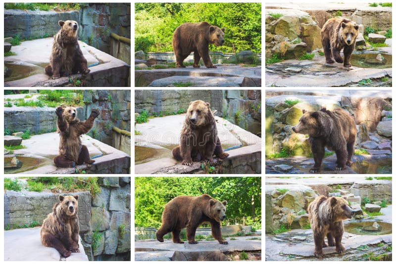 Bears Collage Stock Photos - Free & Royalty-Free Stock Photos from ...